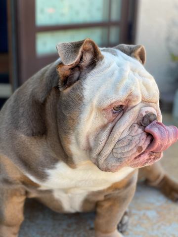 How do I become a Foster Home?